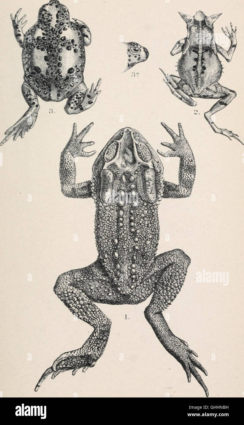 This 1882 catalog details the amphibians classified as *Batrachia ...