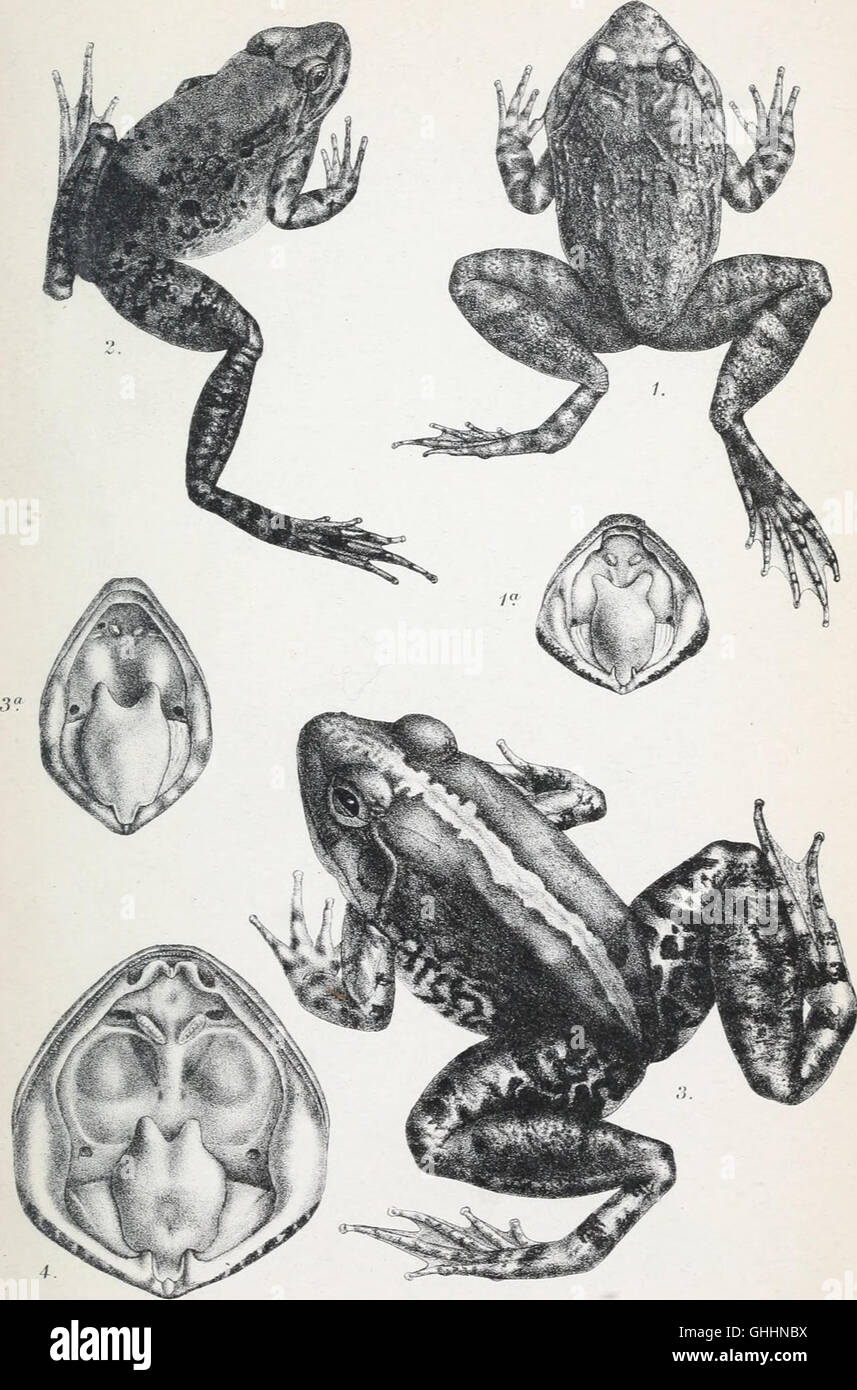 This 1882 catalog offers a detailed list of the Batrachia Salientia, or ...