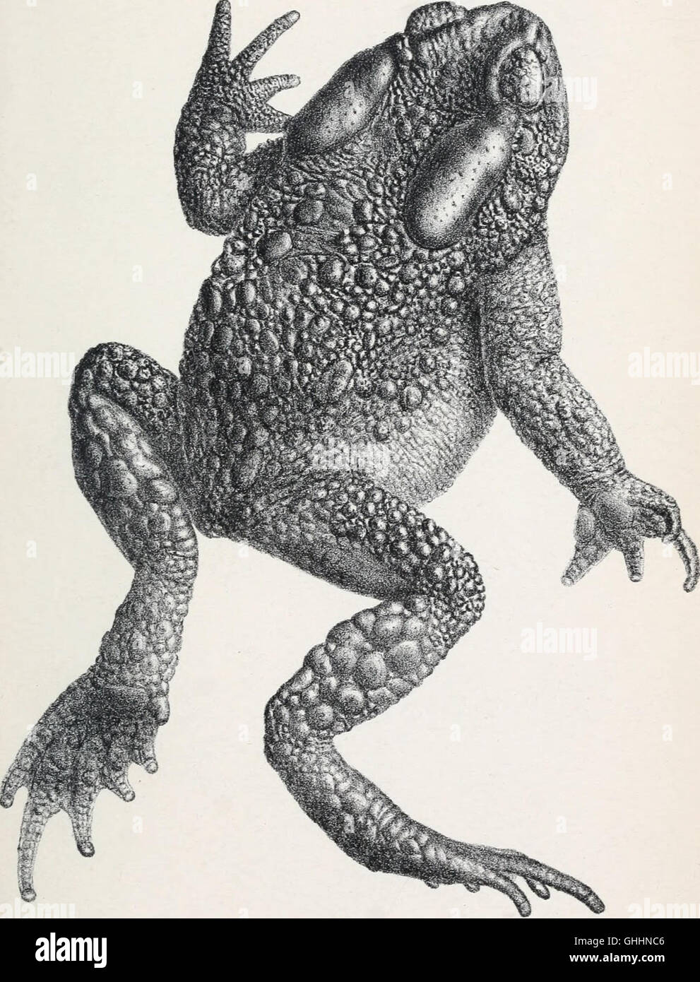 This 1882 catalog provides a detailed list of amphibians in the British ...