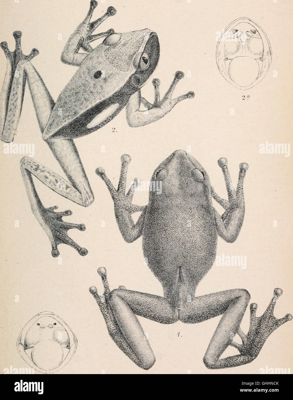 This 1882 catalog lists species of Batrachia Salientia (frogs and toads ...