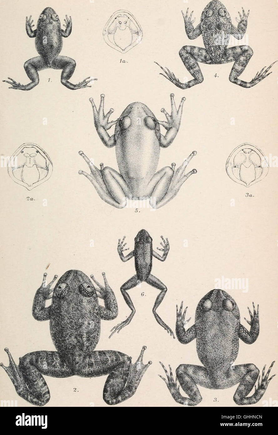 The second edition of this catalogue details the collection of ...