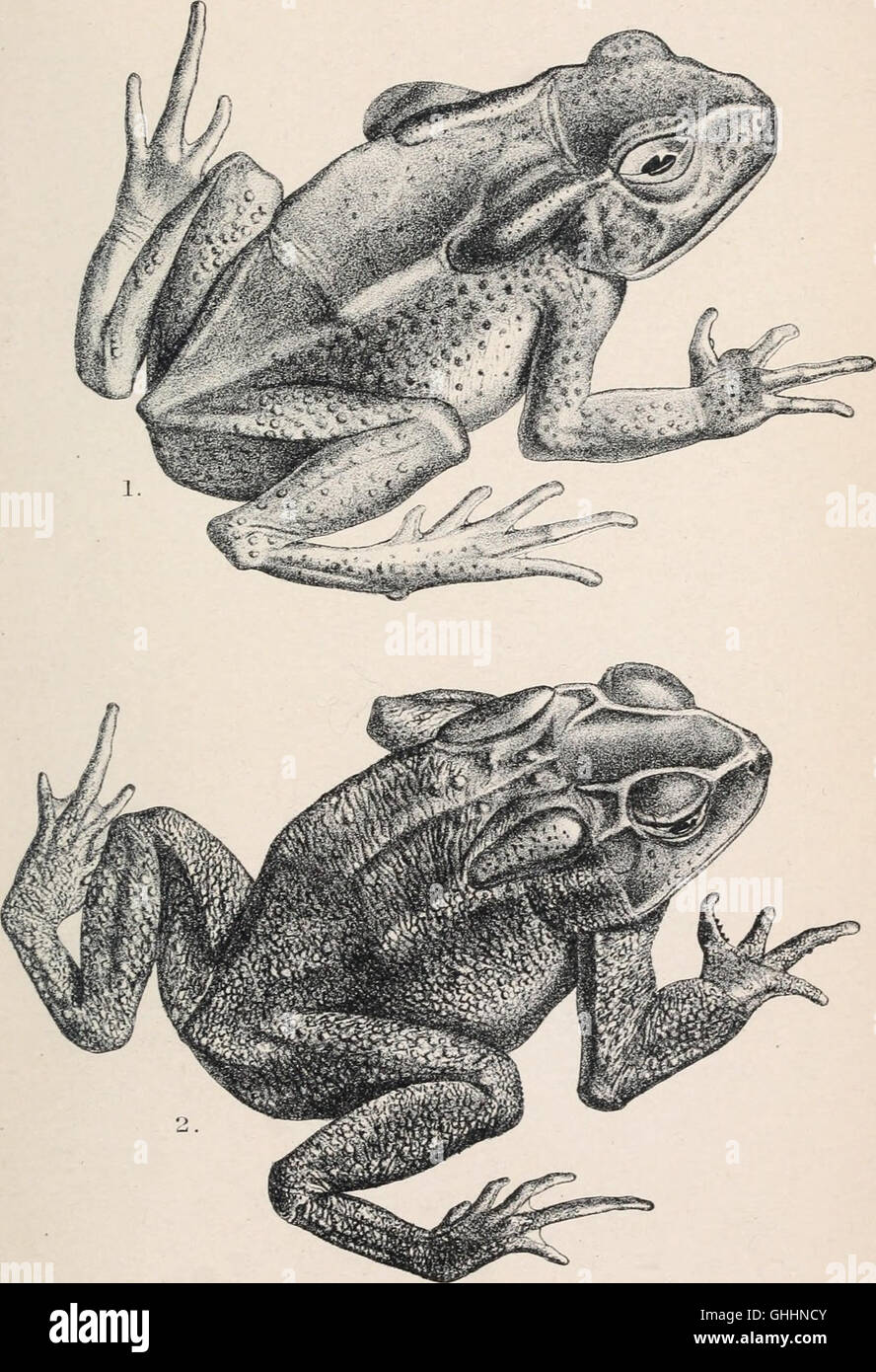 This 1882 catalog lists the species of frogs and toads (Batrachia ...