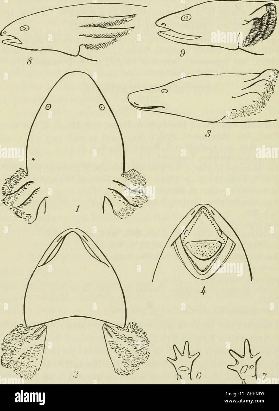 'The Batrachia of North America' (1963) provides an in-depth study of ...