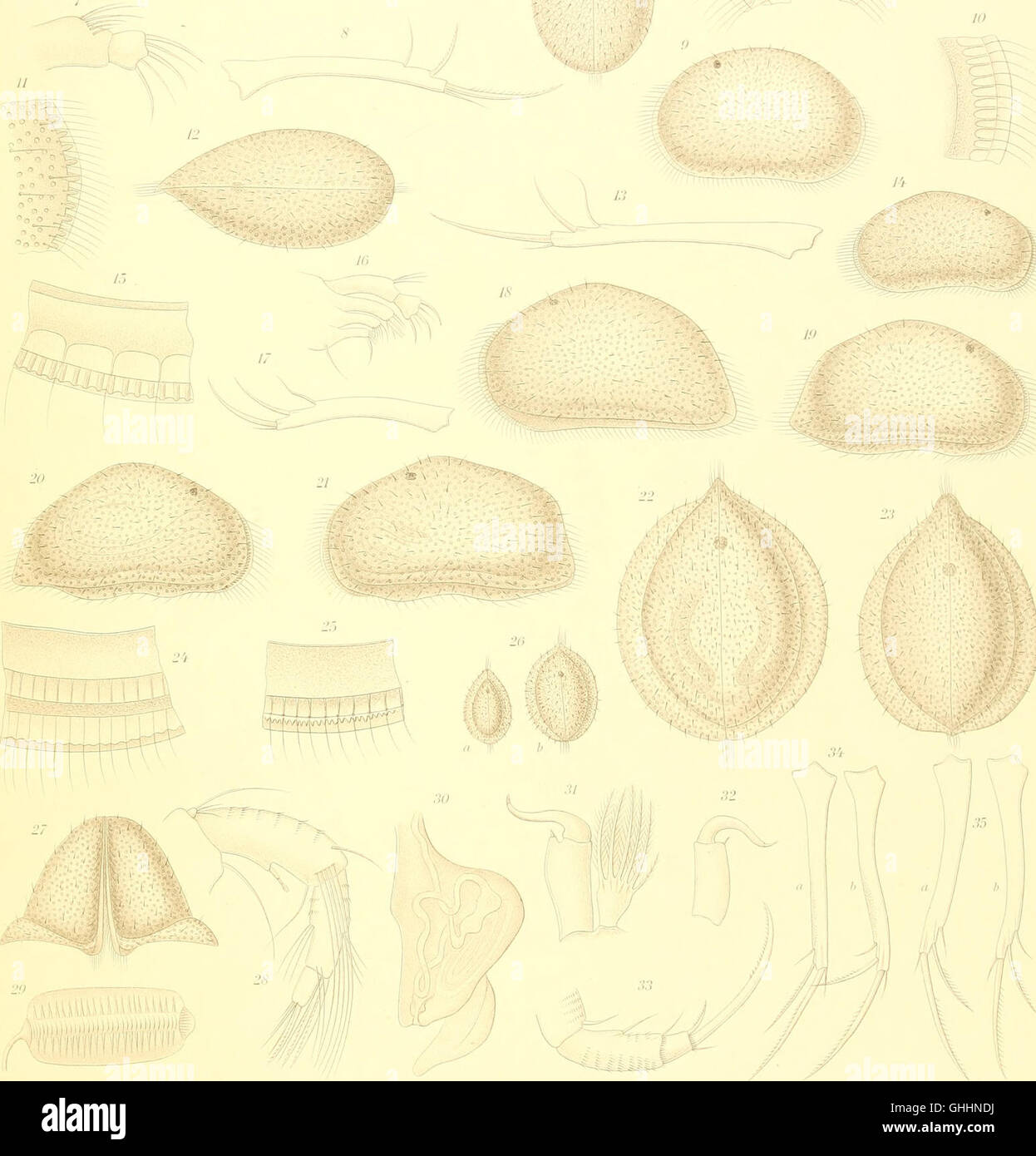 Mikrofauna hi-res stock photography and images - Alamy