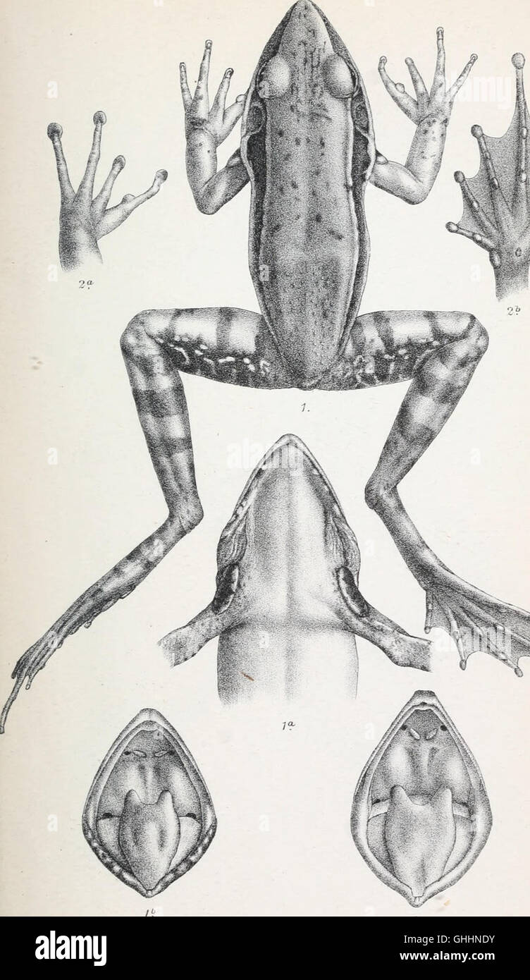 The second edition of the catalogue from 1882 lists the amphibian ...