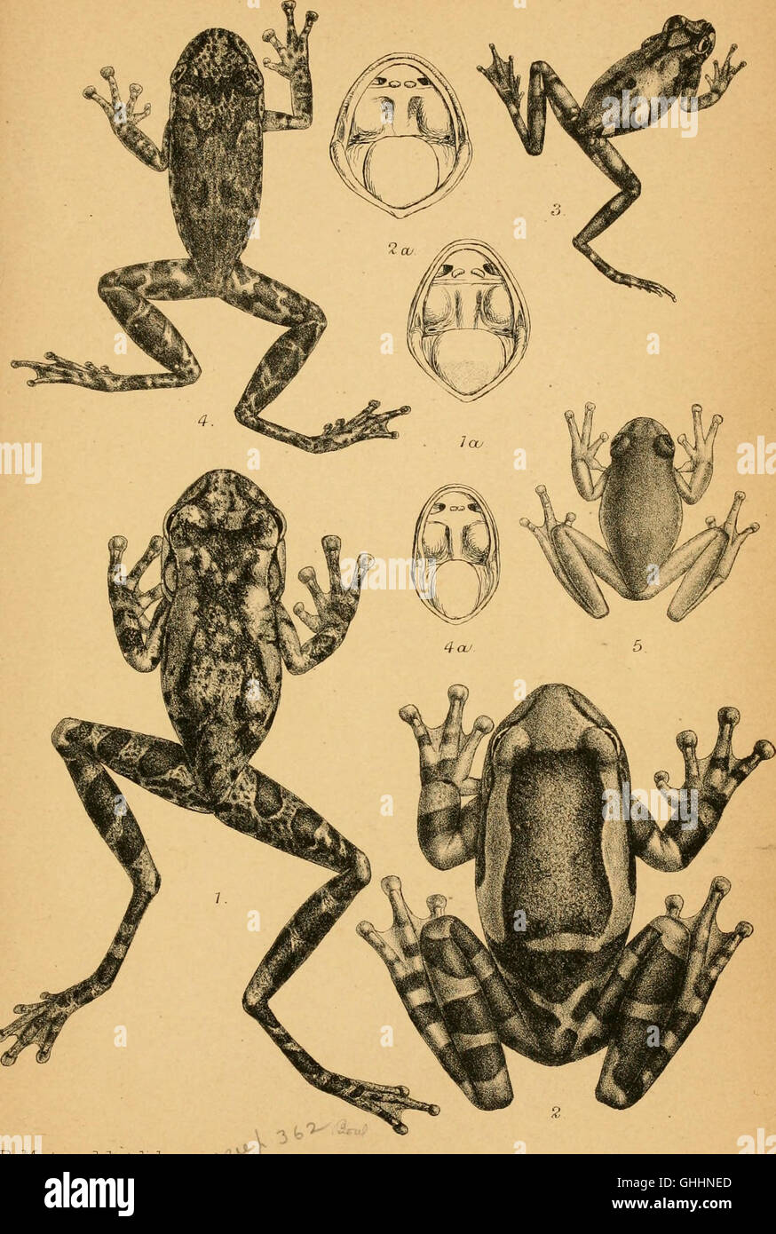 This 1882 catalog of the British Museum’s collection of Batrachia ...