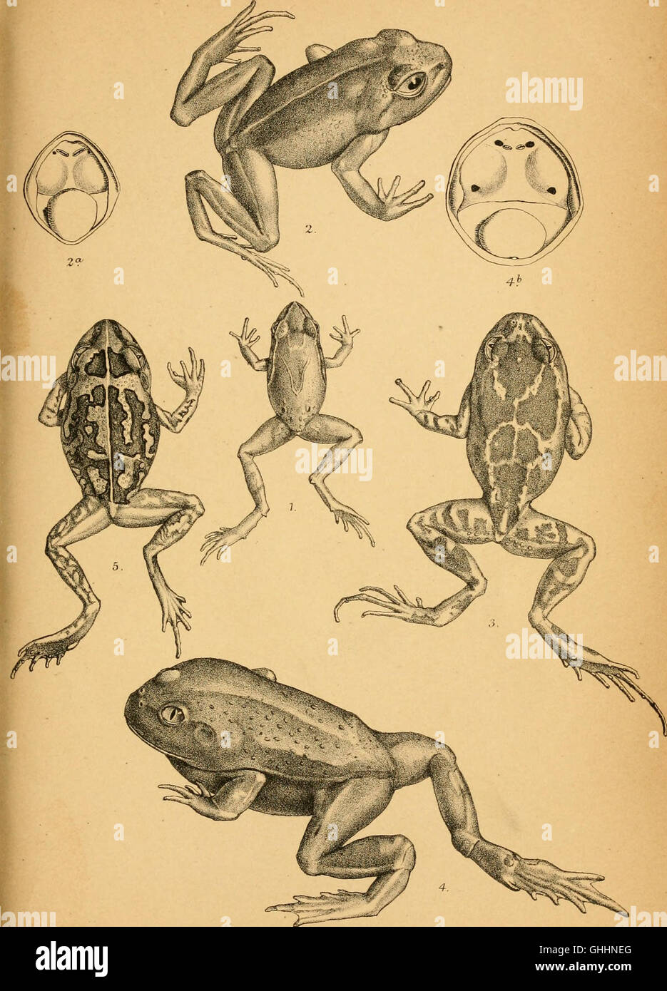 This 1882 catalogue lists the *Batrachia Salientia s. Ecaudata ...
