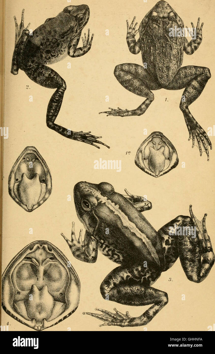 This 1882 catalogue documents the British Museum’s collection of ...