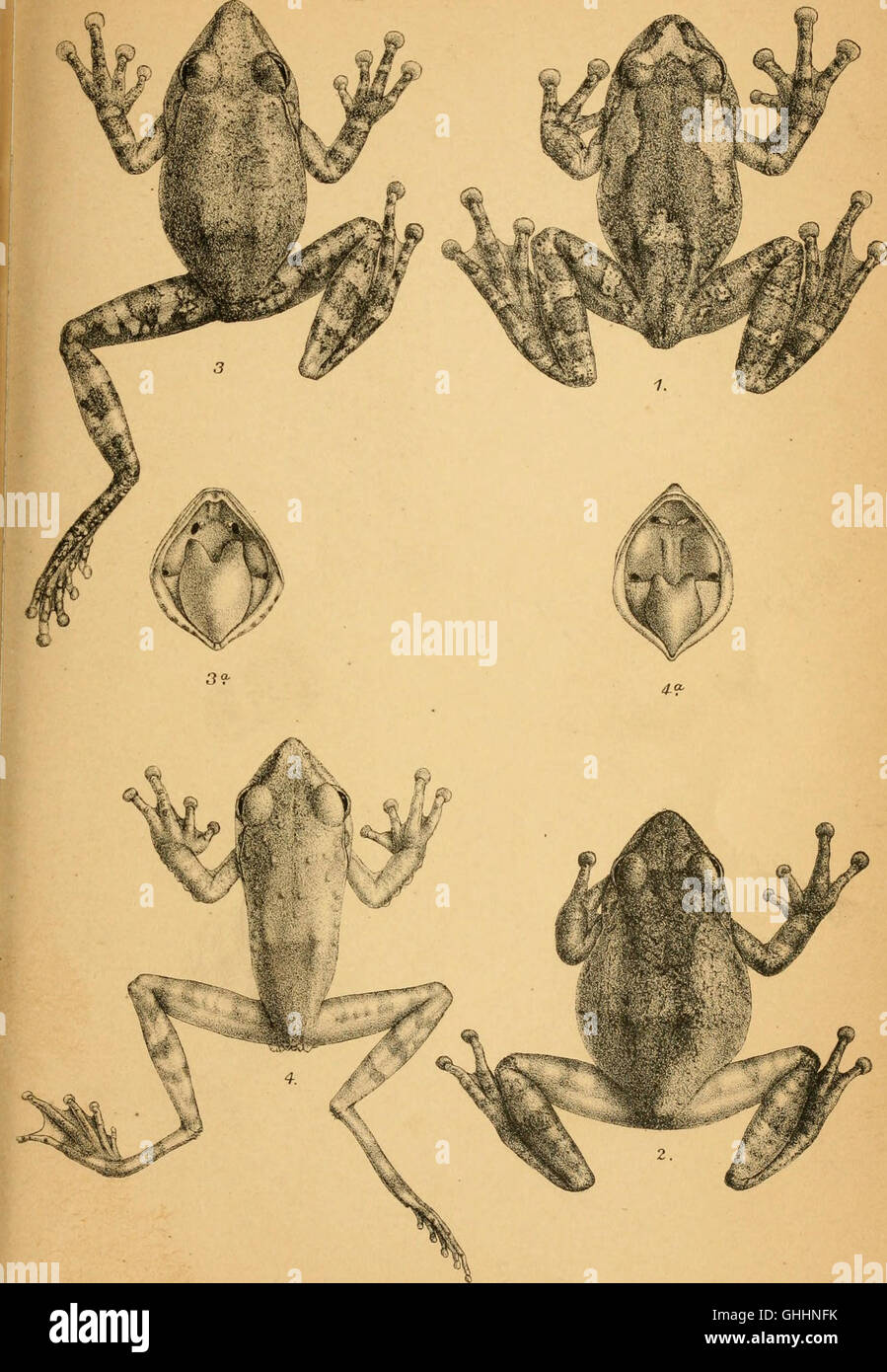 This 1882 catalogue provides a detailed listing of the amphibian ...