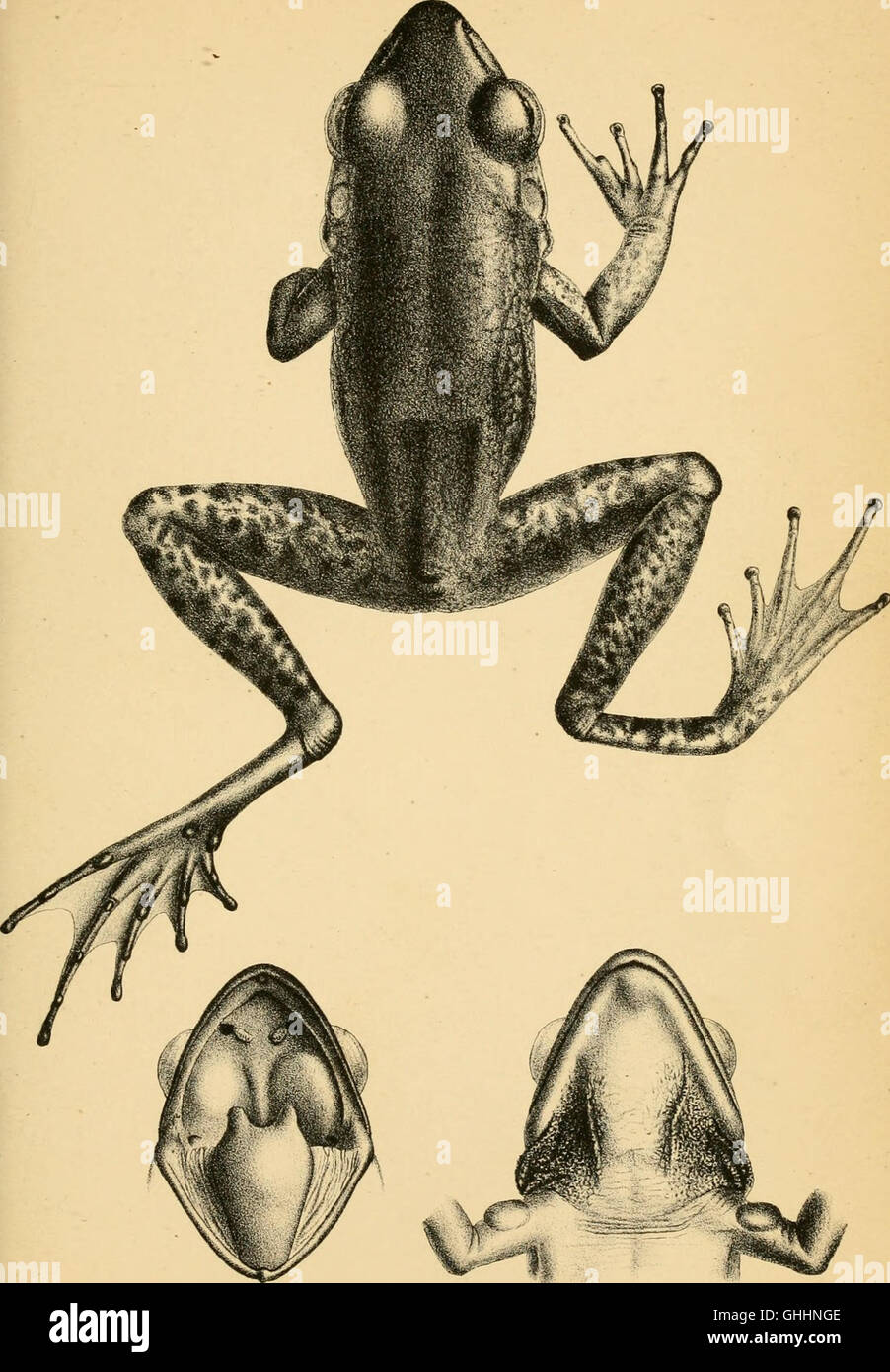 An 1882 catalogue listing species of frogs and toads in the British ...
