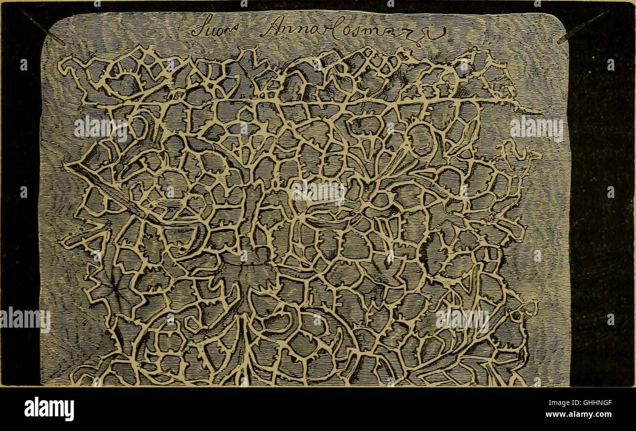 This 1902 publication explores the history and development of lace ...