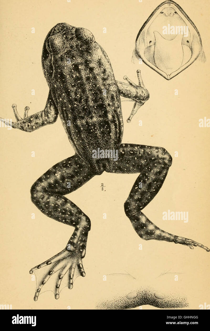 This 1882 catalogue lists the species of Batrachia Salientia (Ecaudata ...