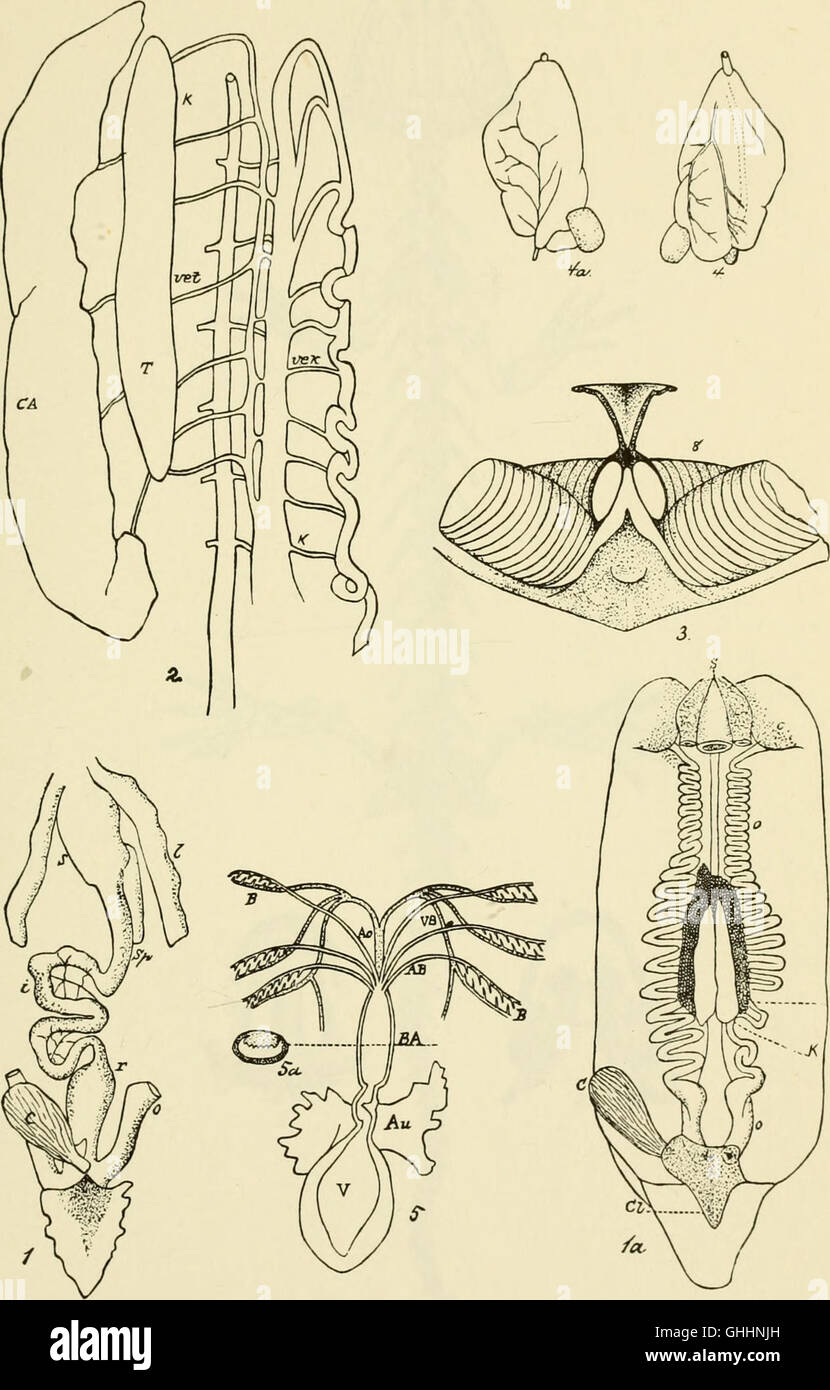 This 1963 study focuses on the amphibious species known as Batrachia ...