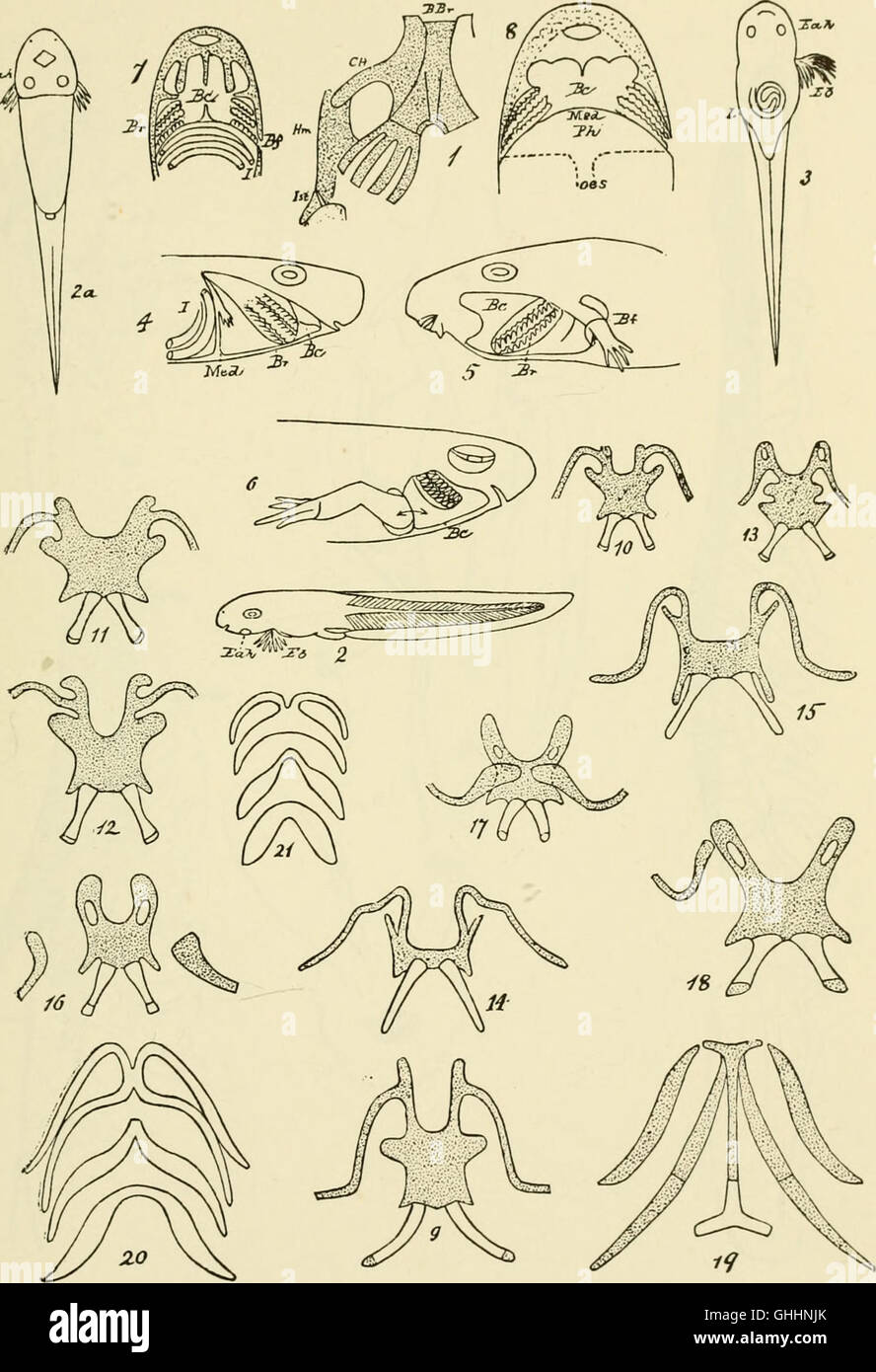 'The Batrachia of North America' (1963) is a comprehensive study of ...