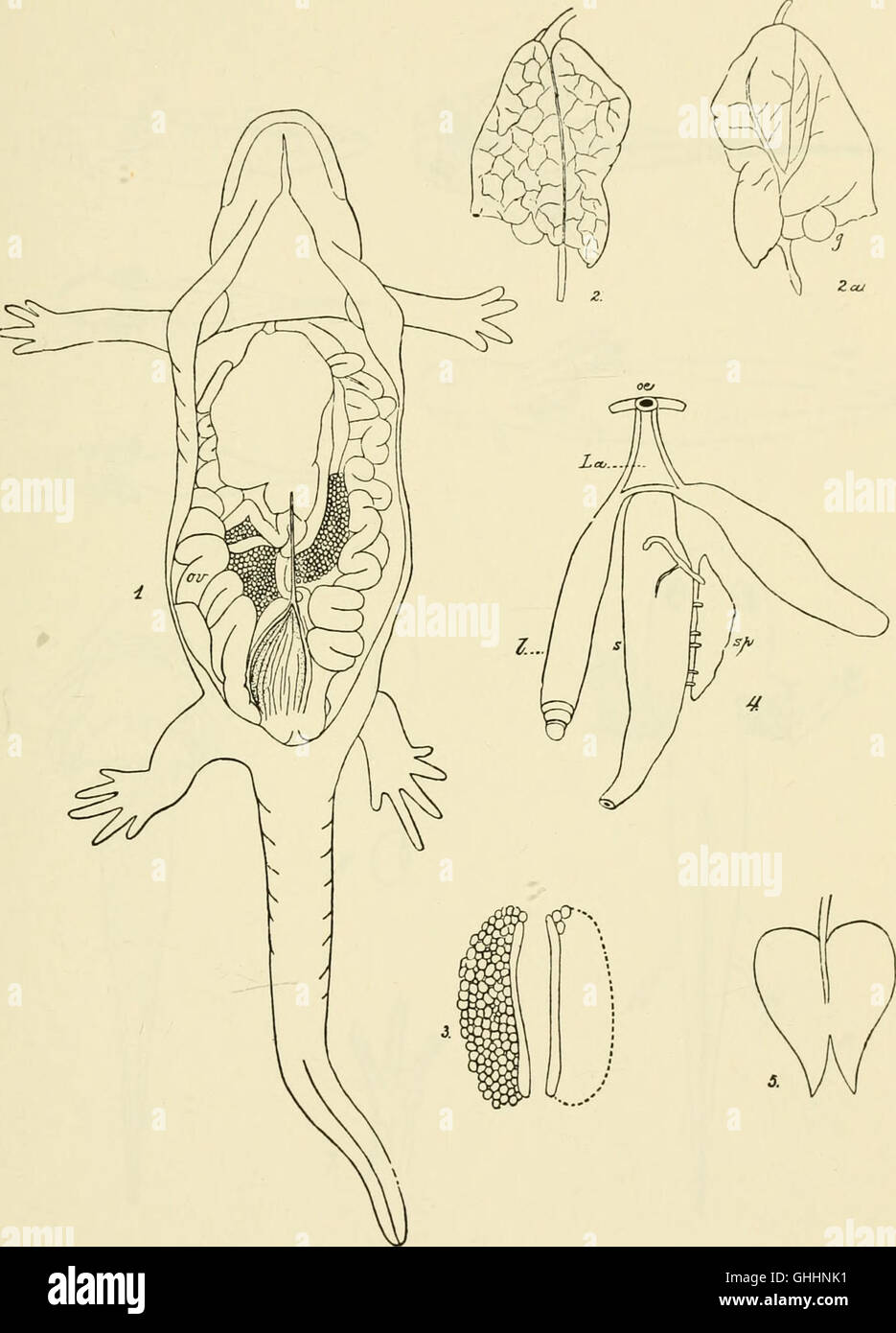 The Batrachia of North America (1963) focuses on the amphibians of ...