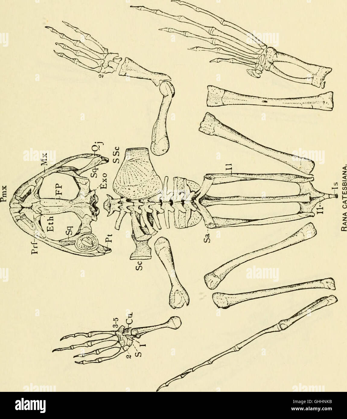 'The Batrachia of North America' (1963) is a scientific study of ...