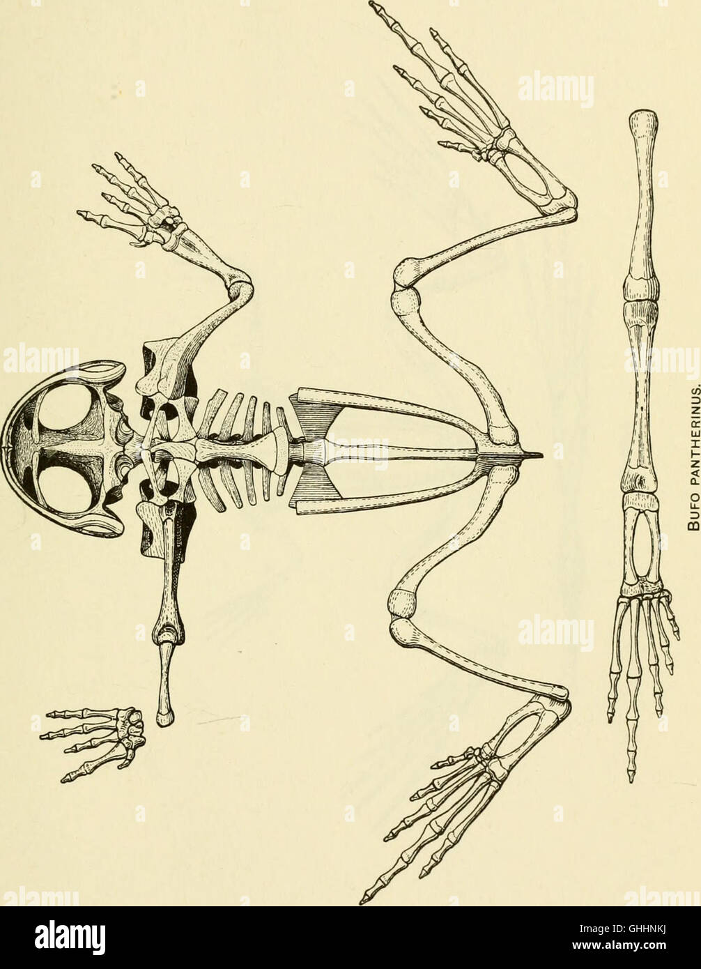 A detailed study on the amphibious order Batrachia in North America ...