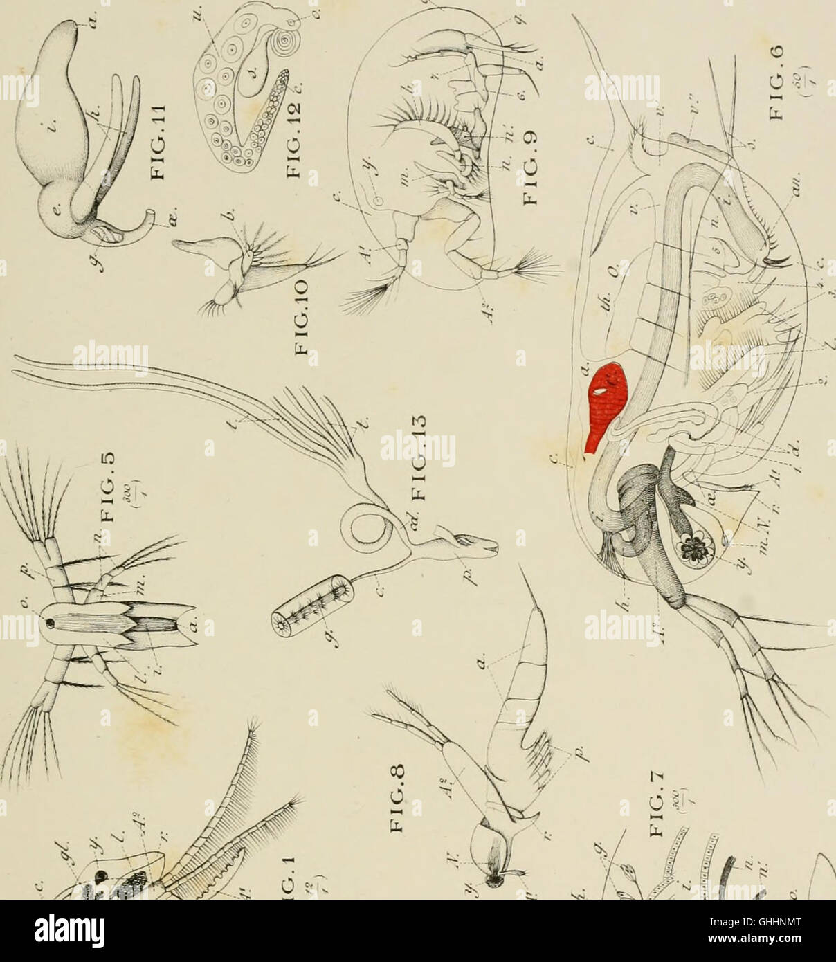 This 1888 comparative anatomy atlas focuses on the study of ...