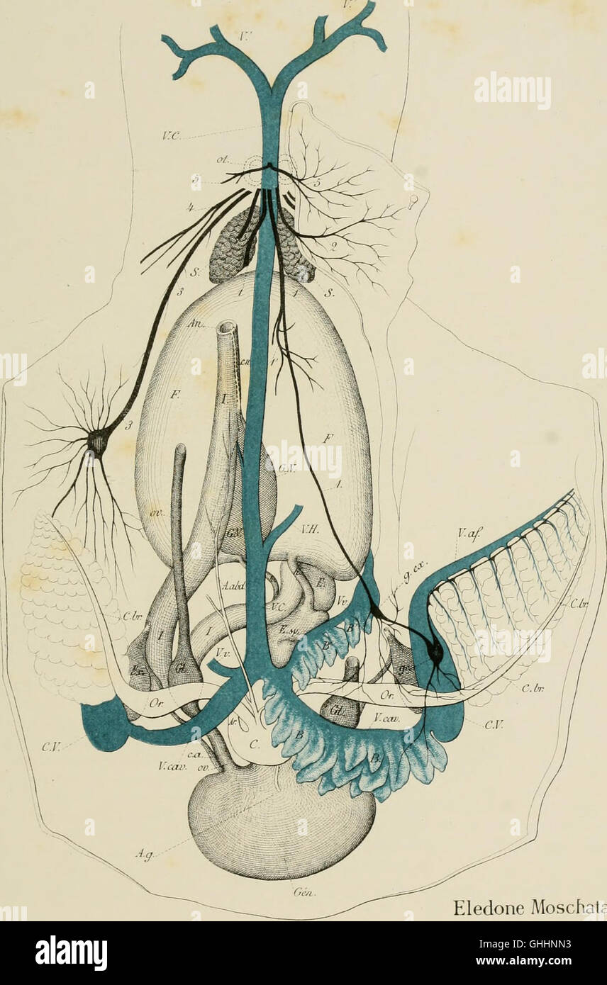 This 1888 atlas provides a detailed comparative anatomy of ...