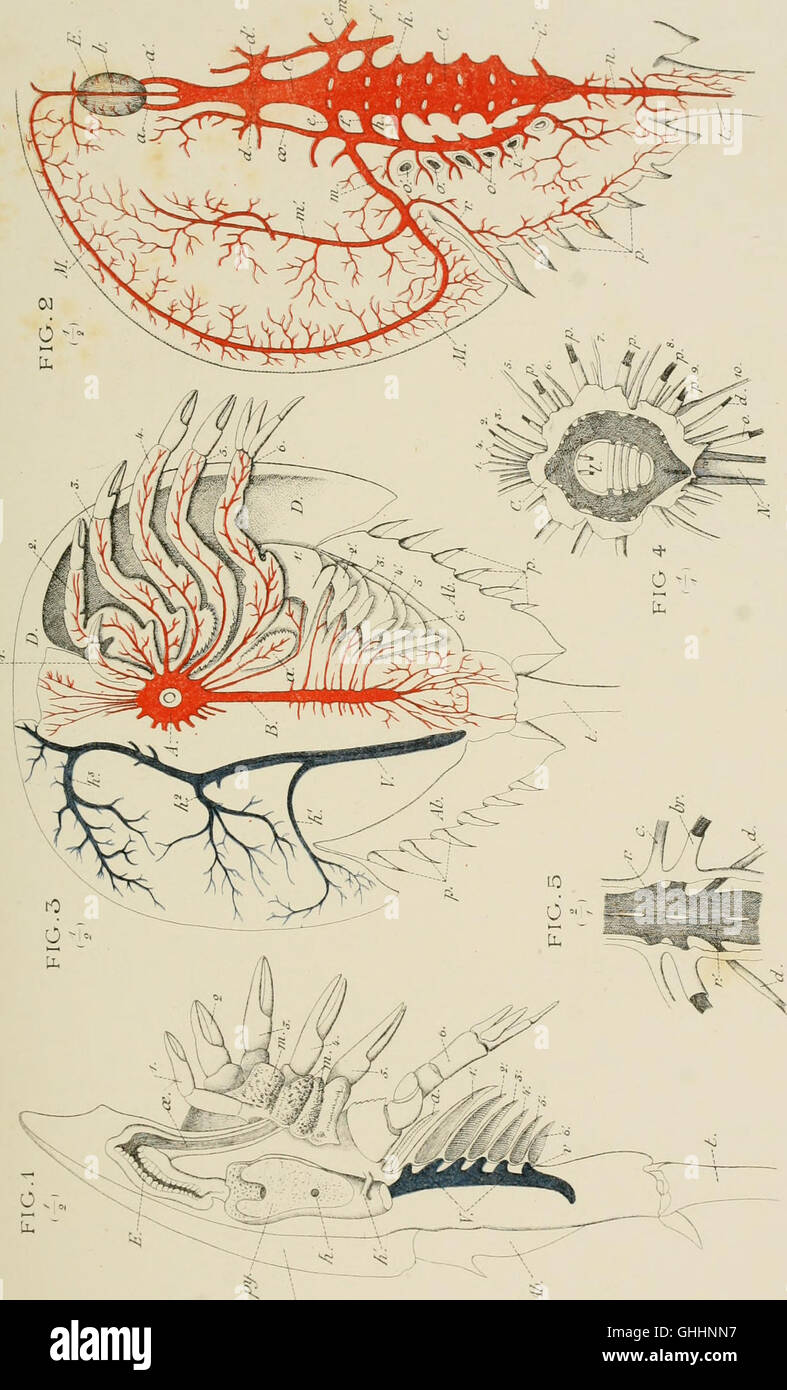 This 1888 atlas provides a comparative anatomical study of ...