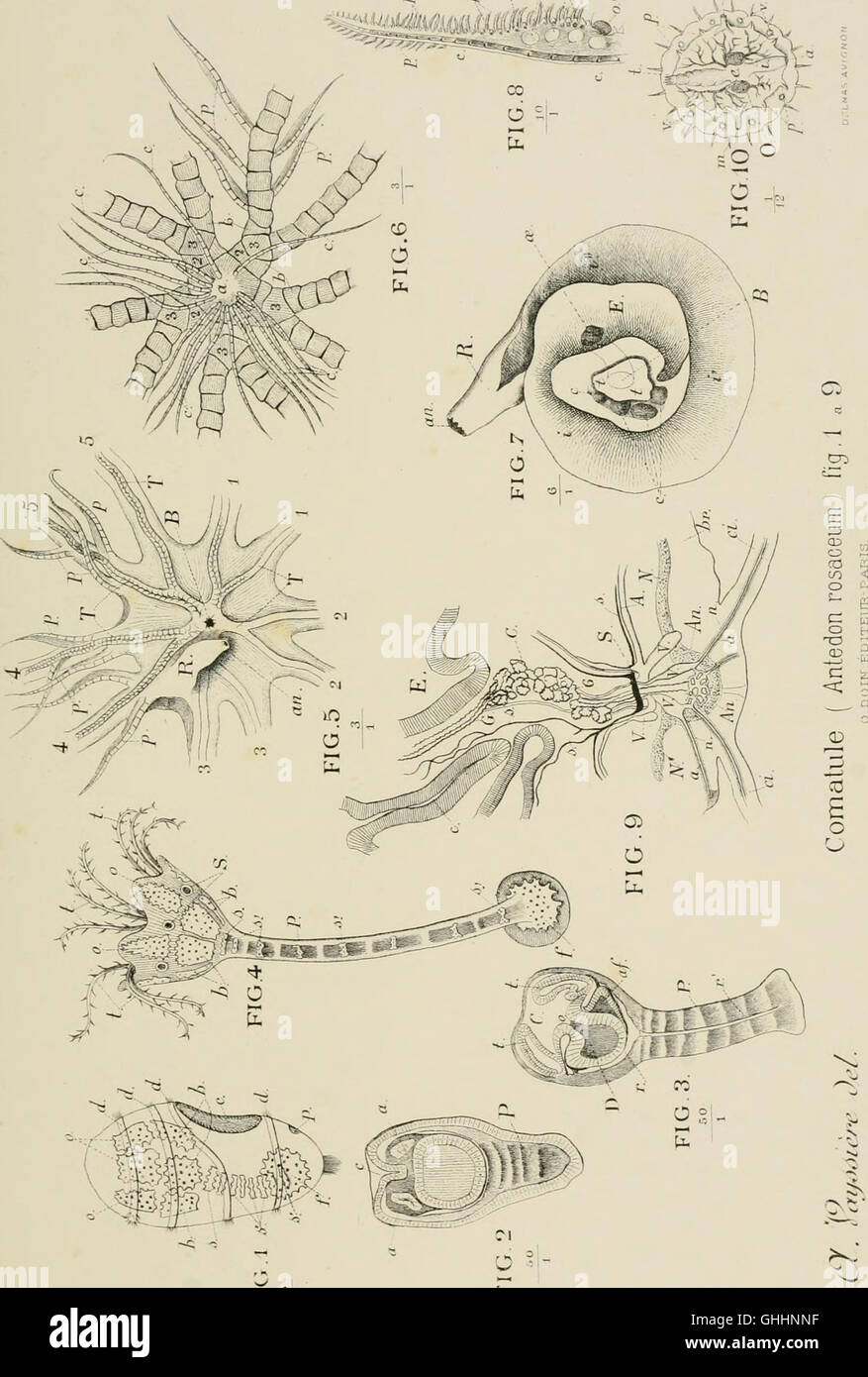 *Atlas of Comparative Anatomy of Invertebrates* (1888) is a detailed ...