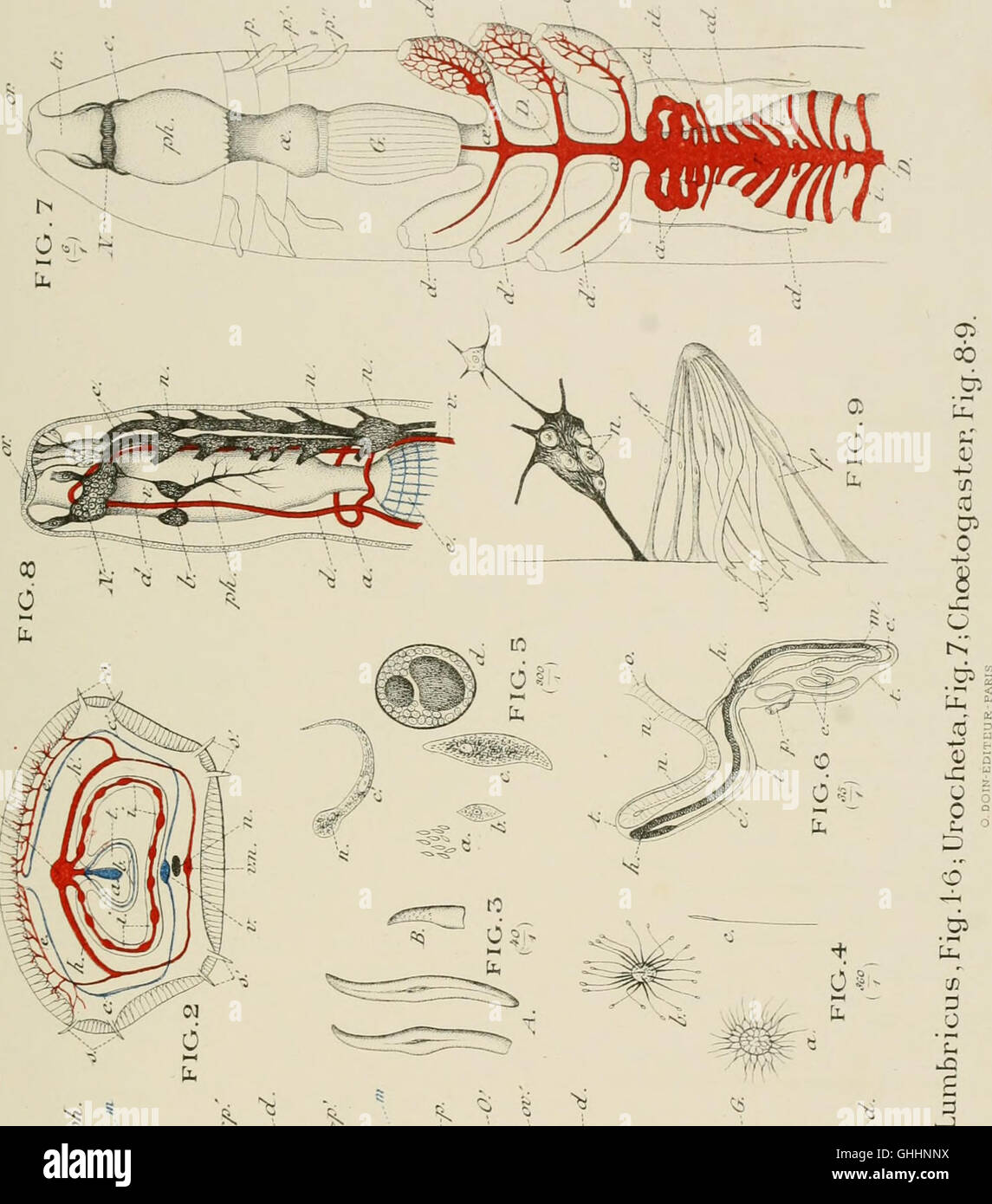 This 1888 atlas presents comparative anatomy of invertebrates ...