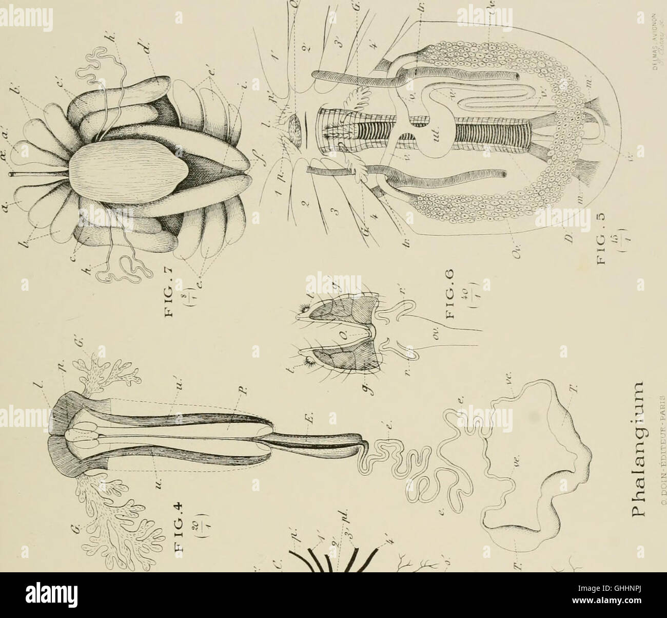 This 1888 'Atlas of Comparative Anatomy of Invertebrates' provides ...