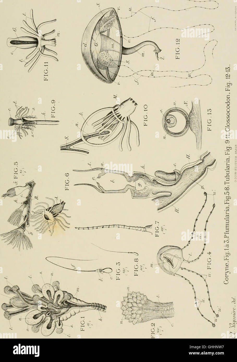 This 1888 comparative anatomy atlas illustrates the structural ...