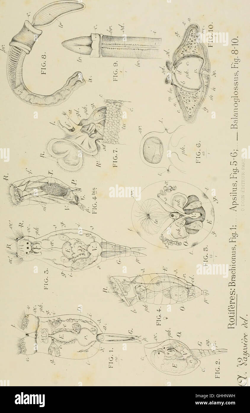 This 1888 atlas features detailed comparative anatomy of invertebrates ...