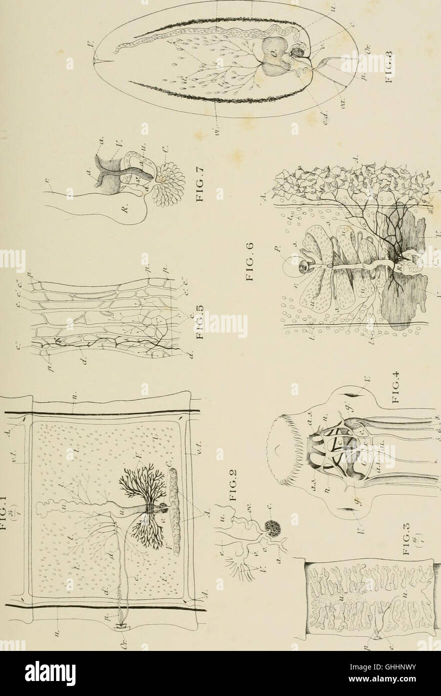 This 1888 atlas provides detailed comparative anatomy of invertebrates ...
