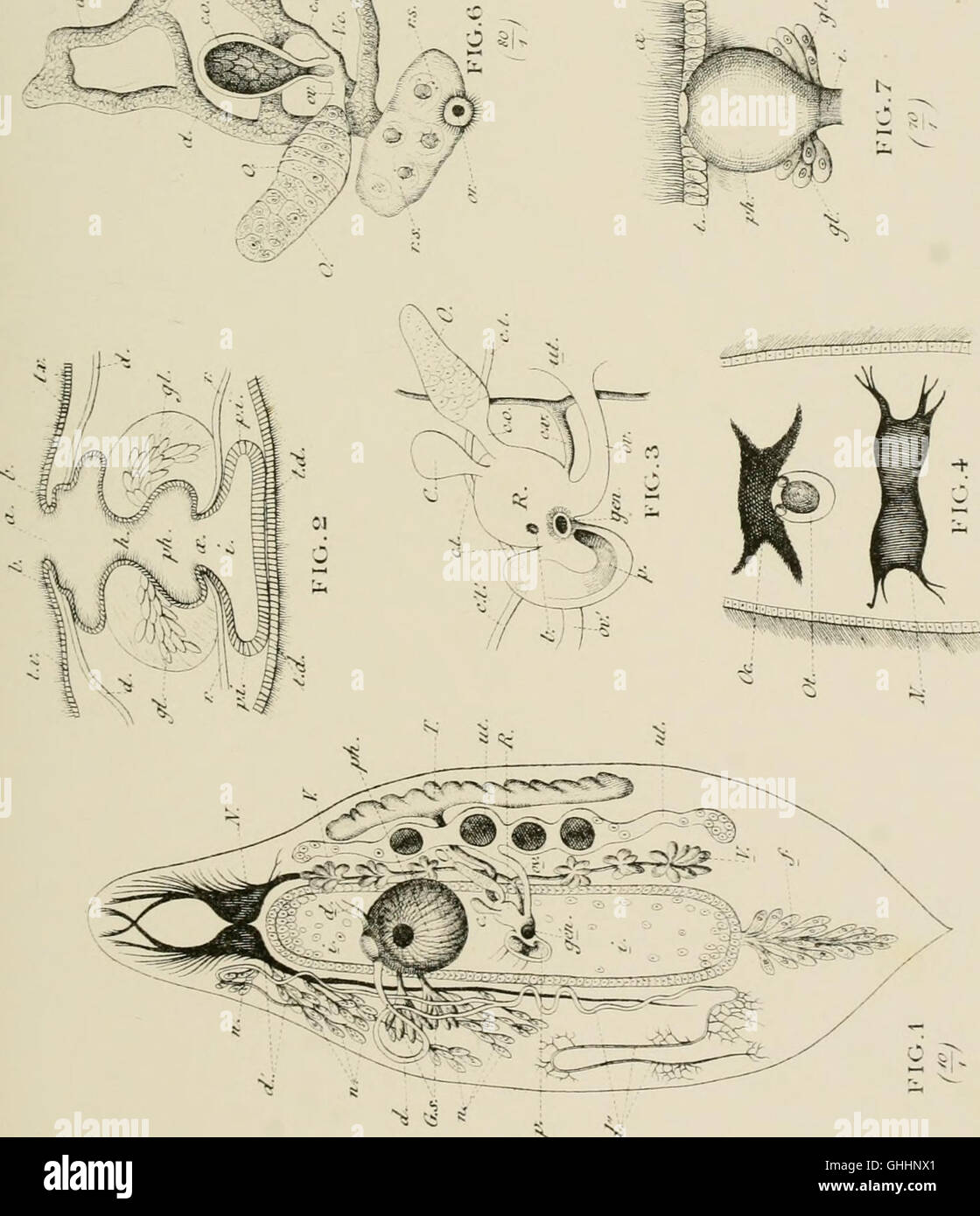 Published in 1888, this 'Atlas of Comparative Anatomy of Invertebrates ...