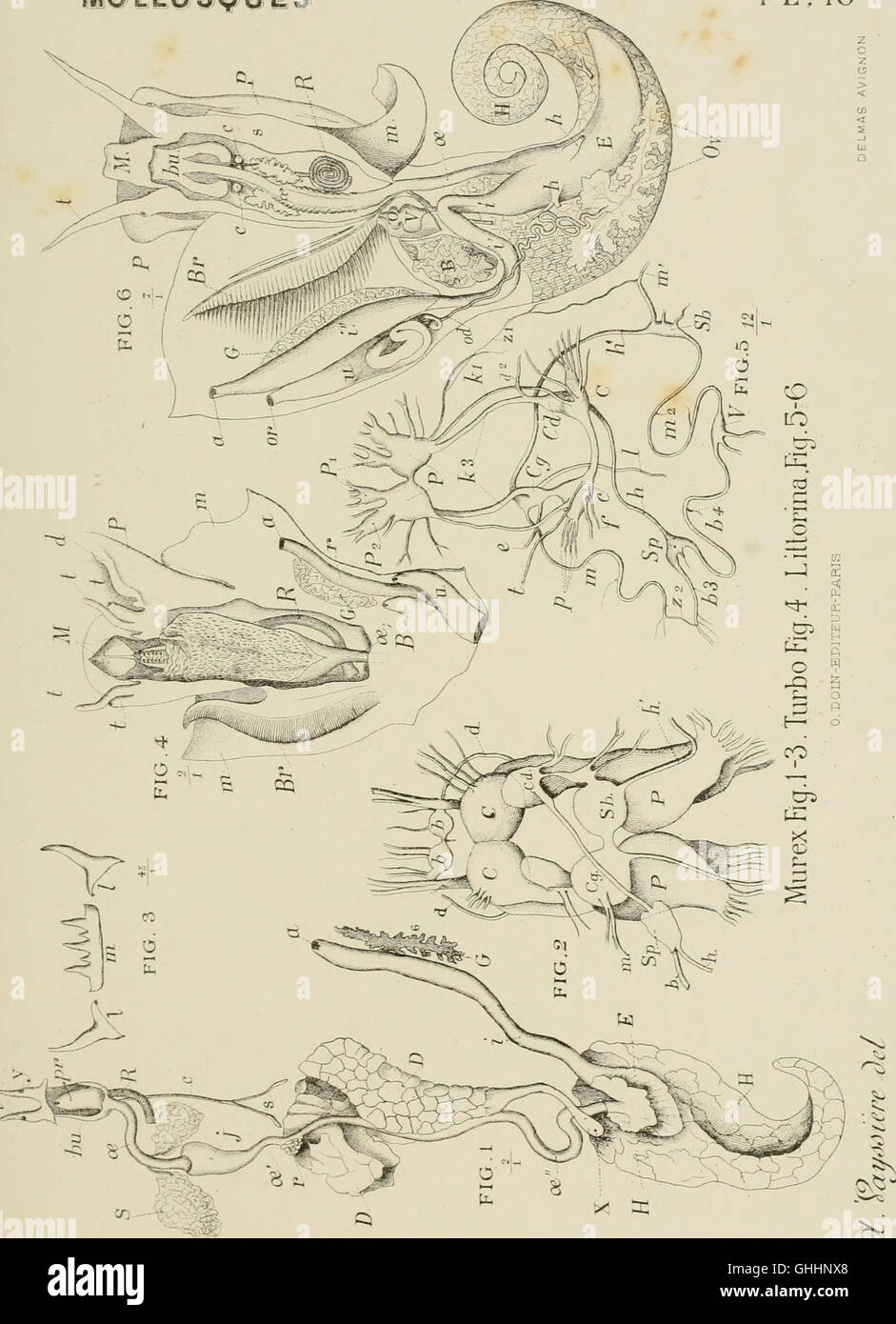 A detailed comparative anatomical atlas of invertebrates, published in ...