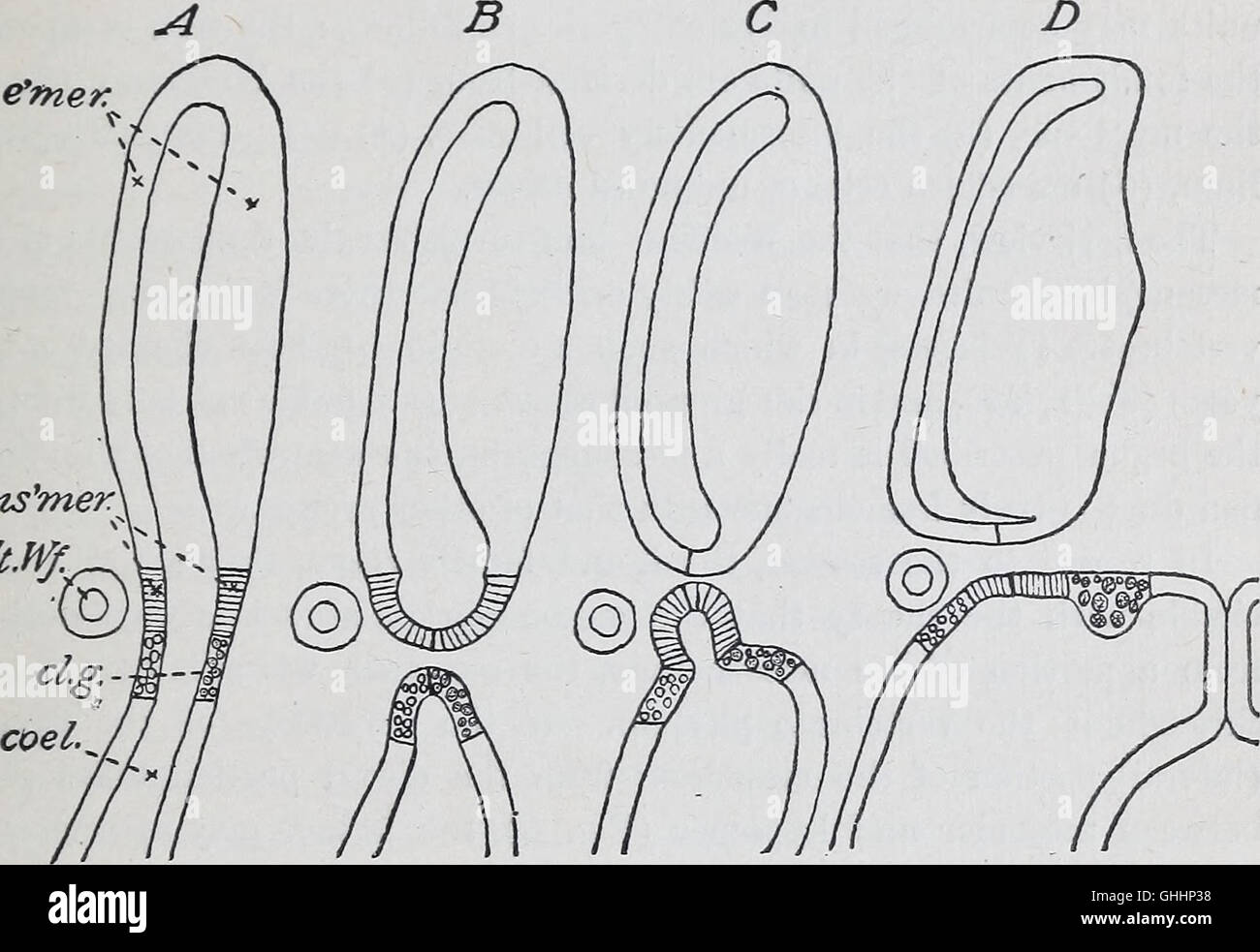 Mullerian Duct High Resolution Stock Photography and Images - Alamy