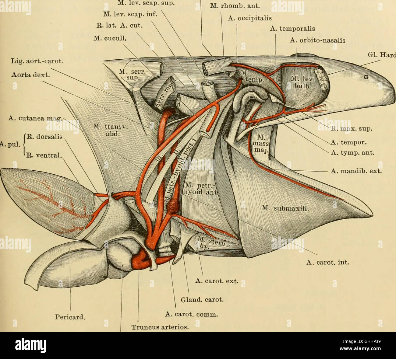 Detailed anatomical study of amphibian development hi-res stock ...