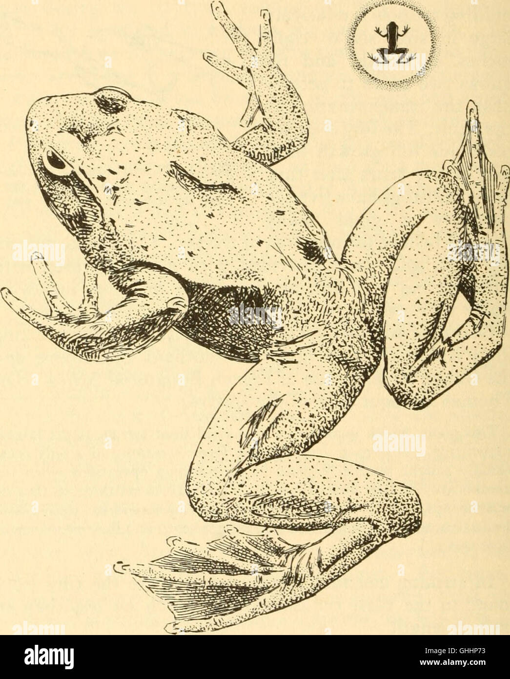 'Cold-Blooded Vertebrates: Part I – Fishes' (1930) is a scientific ...