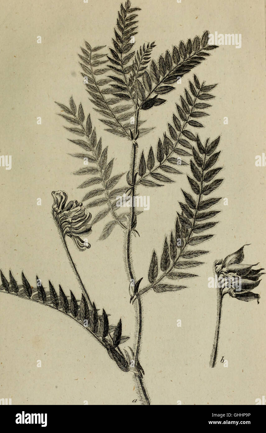 'Flora Scotica' (1777) is a systematic study of the native plants of ...