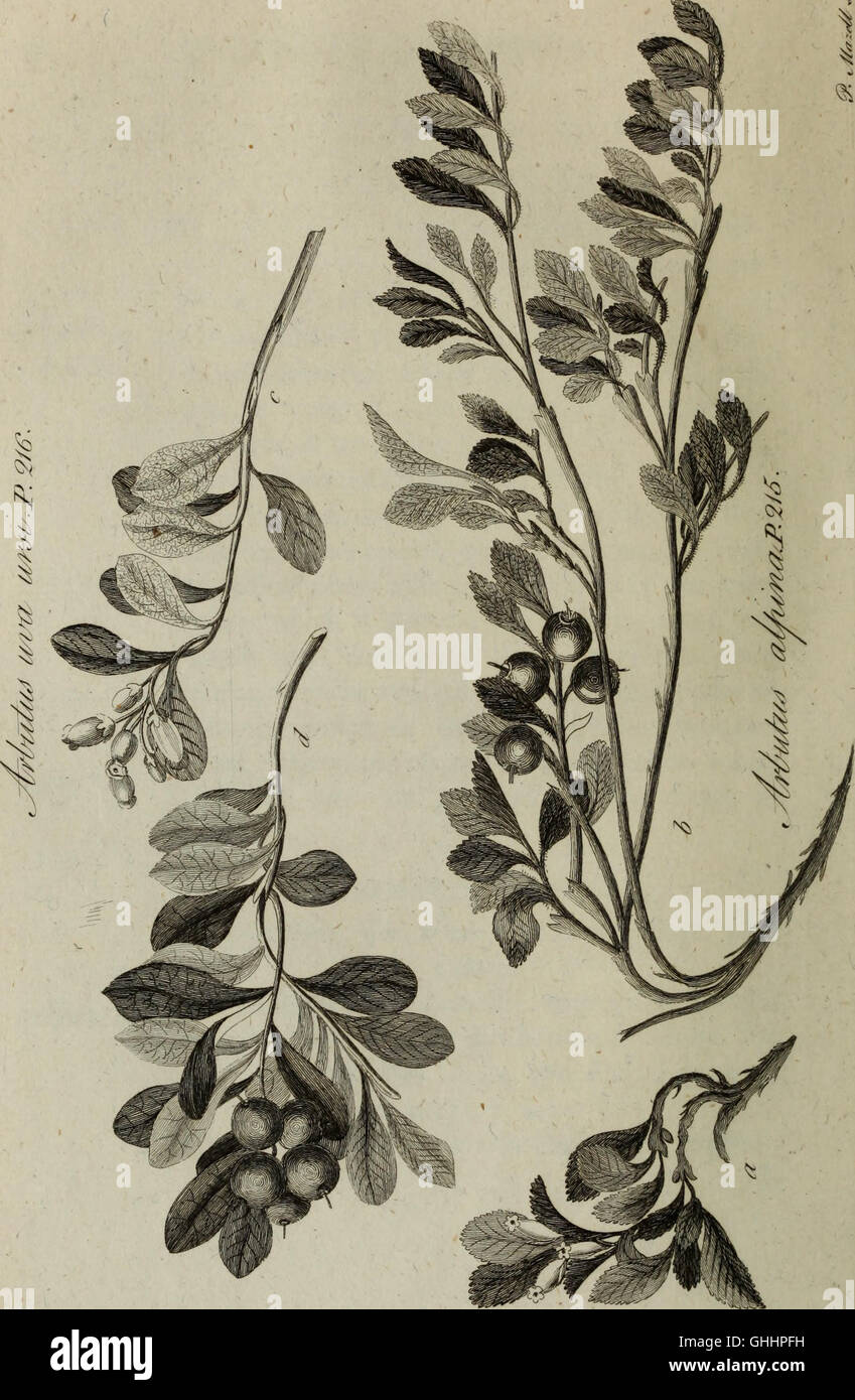 'Flora Scotica' (1777) presents a systematic classification of the ...