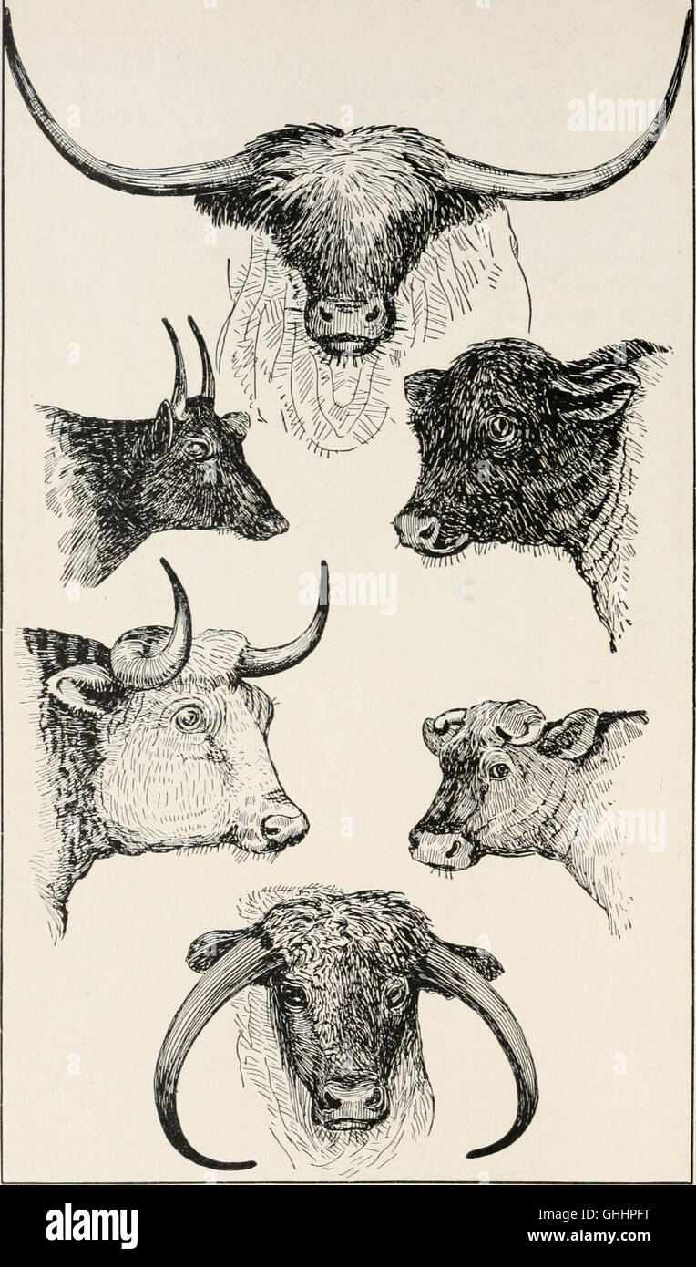 This 1907 work provides an introductory discussion on the evolution of ...