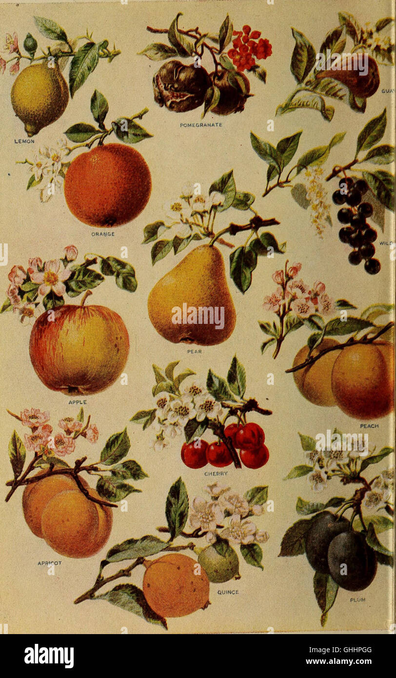 'Webster's New Standard Dictionary' (1911) is a comprehensive ...