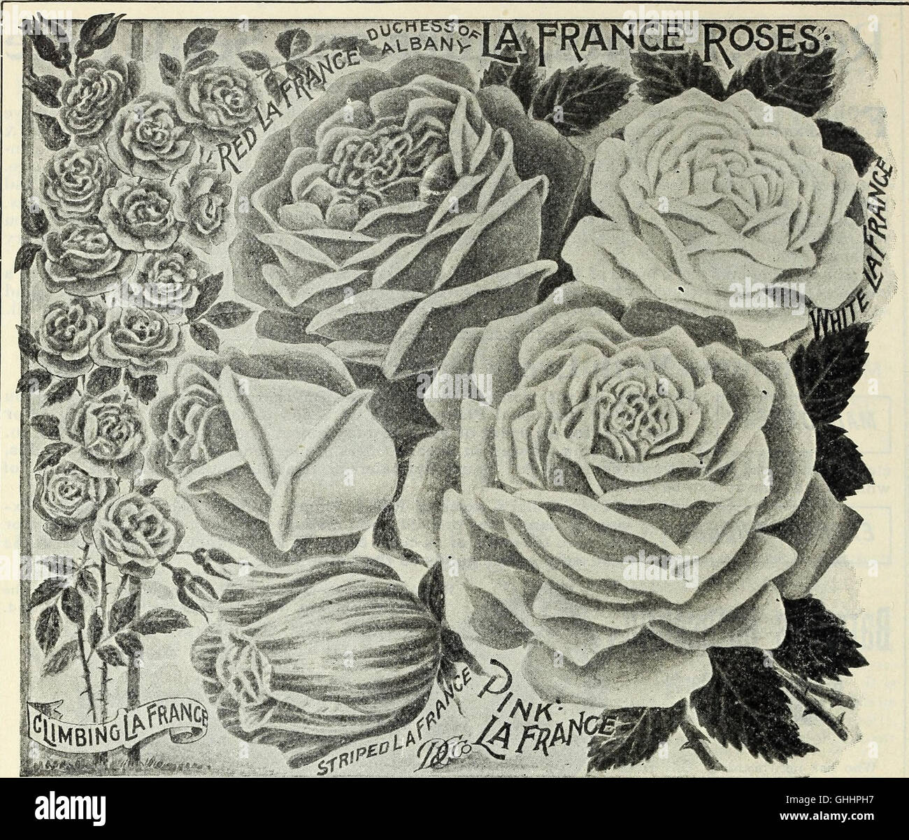 'Our New Guide to Rose Culture' (1903) provides guidance on growing and ...