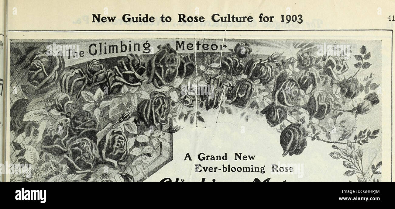 *Our New Guide to Rose Culture* (1903) provides detailed guidance on ...