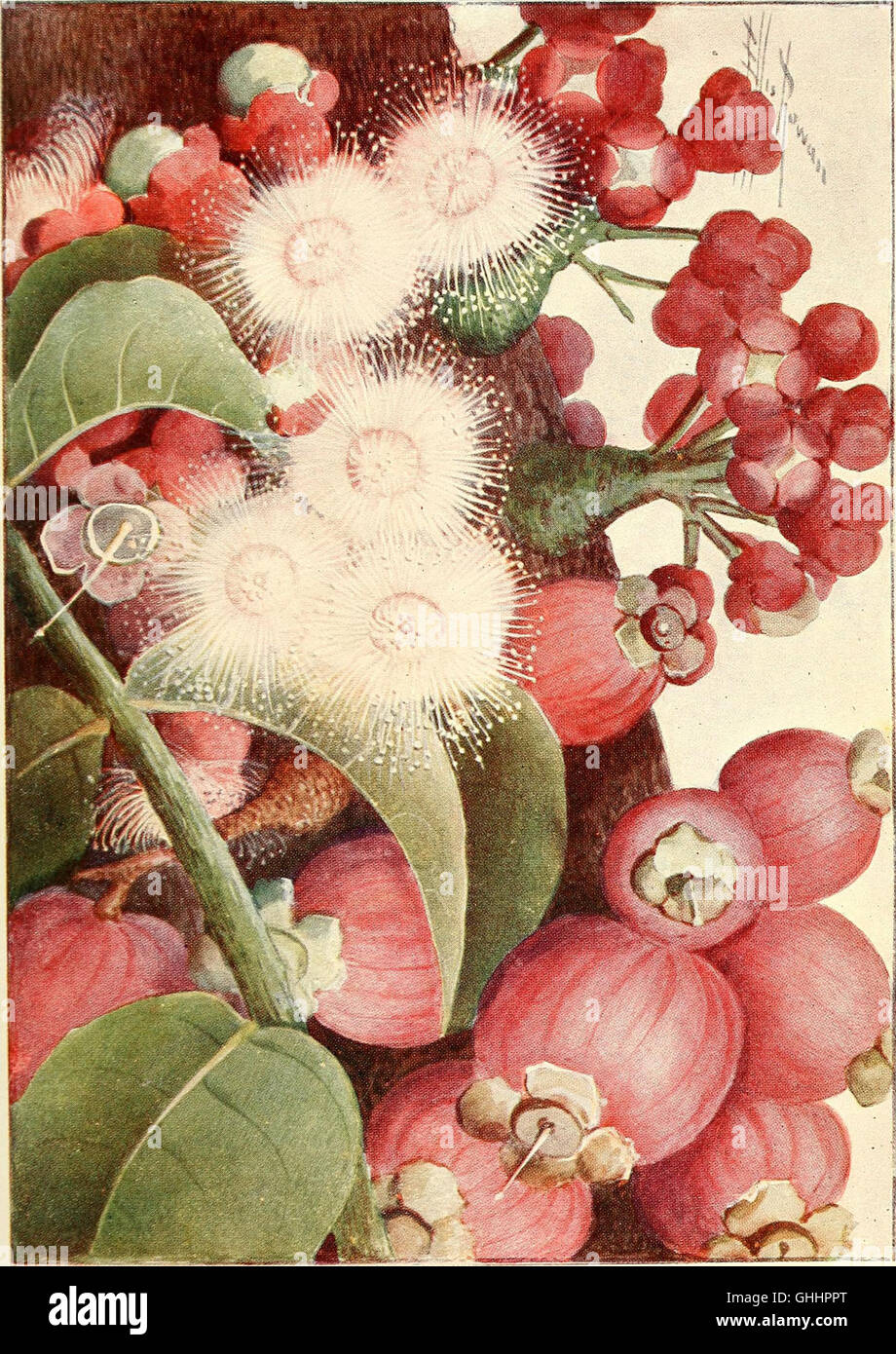 A detailed catalogue of Queensland's indigenous and naturalised plant ...