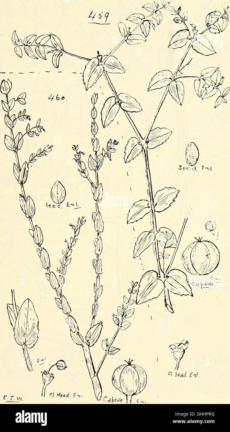 This catalogue details the plants of Queensland, both native and ...