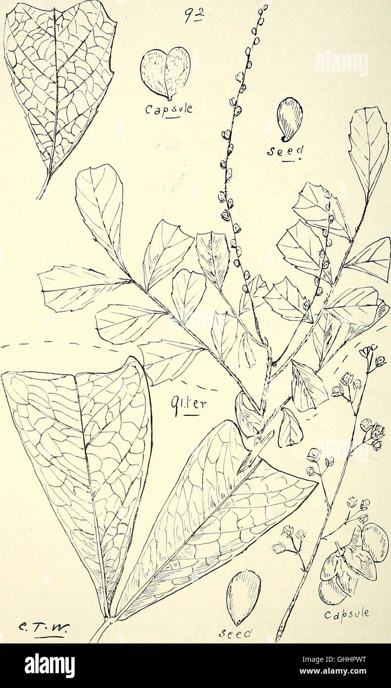This catalogue of Queensland plants includes both indigenous and ...