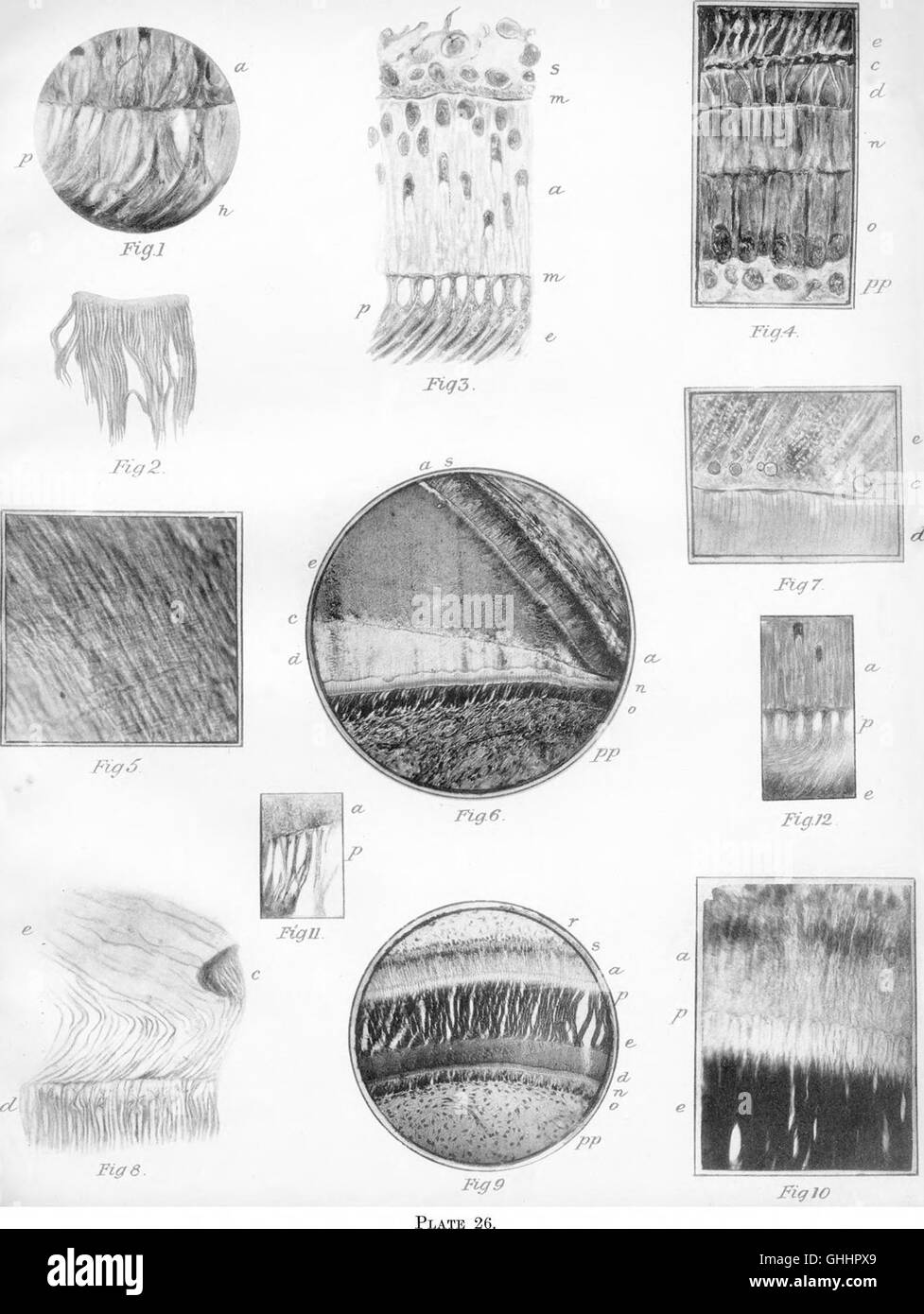 This 1914 work examines the structure and function of enamel tubes in ...