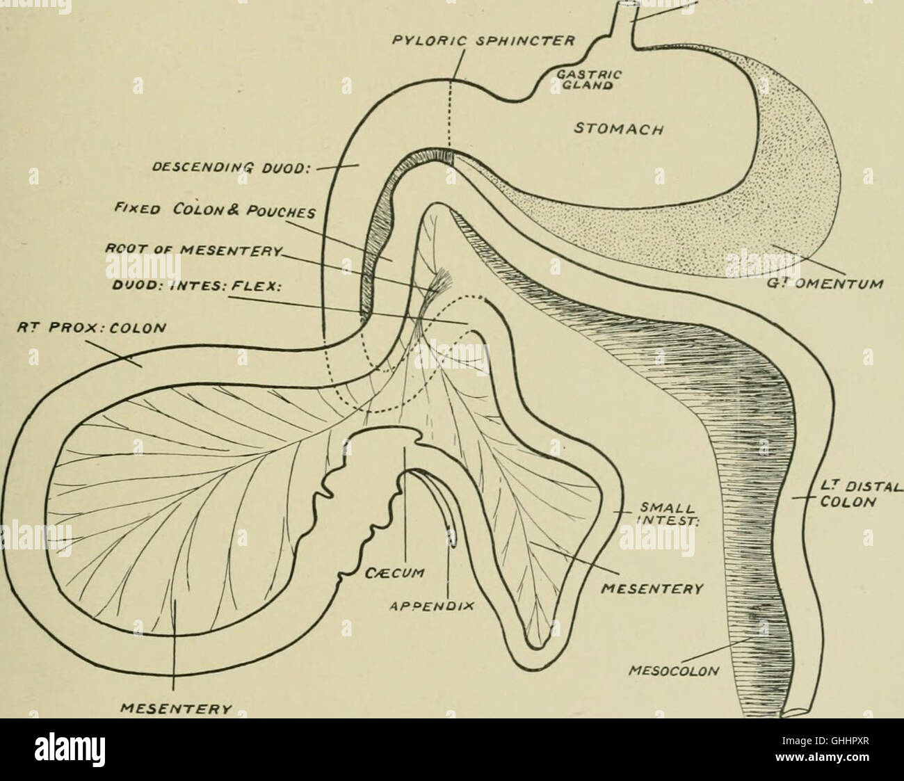 *Journal of Anatomy* (1867) presents anatomical research, including ...