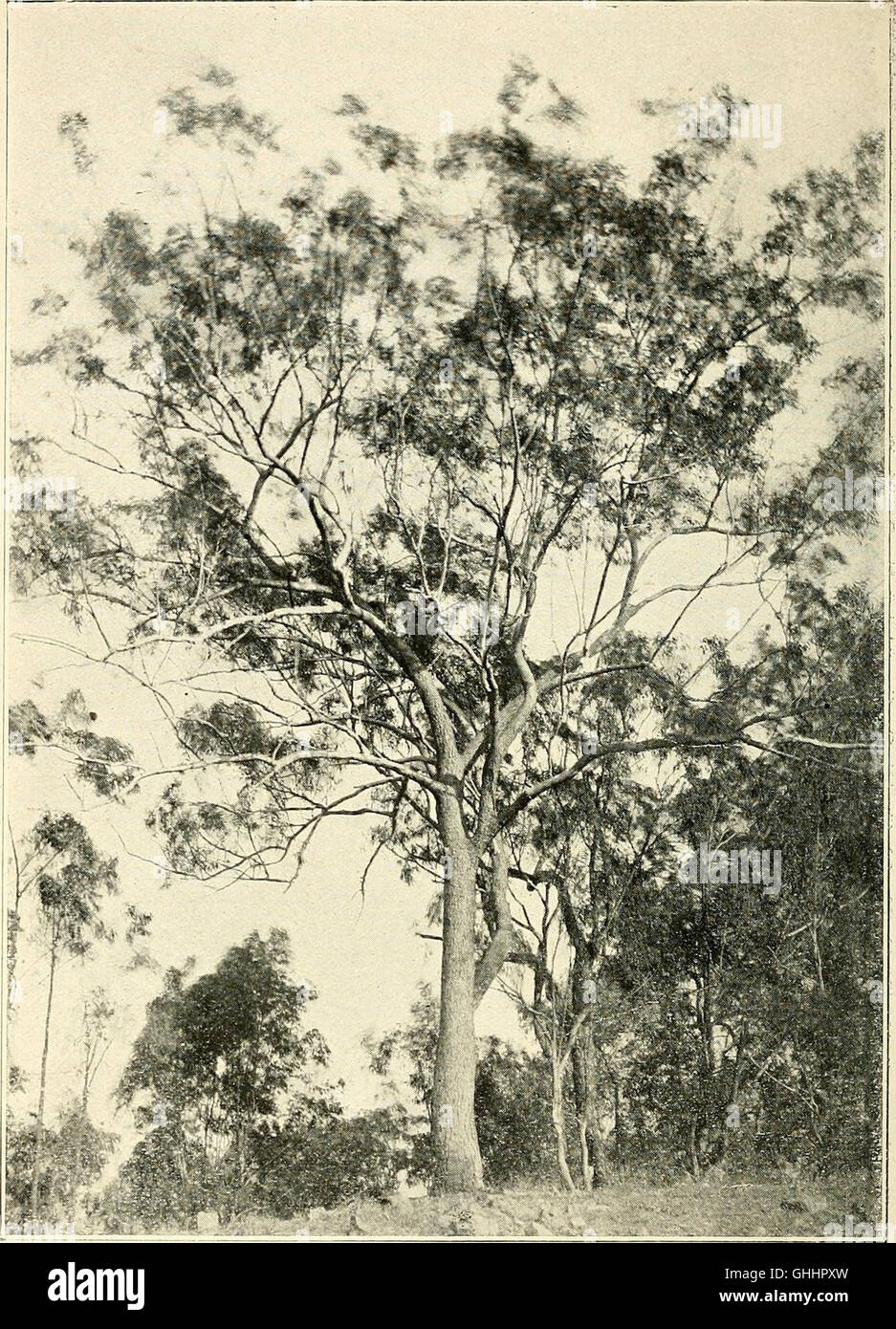 This catalogue provides an extensive listing of both native and ...