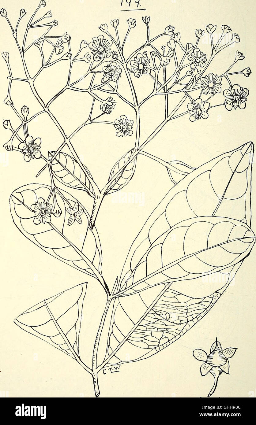 This comprehensive catalog provides an extensive list of plants native ...