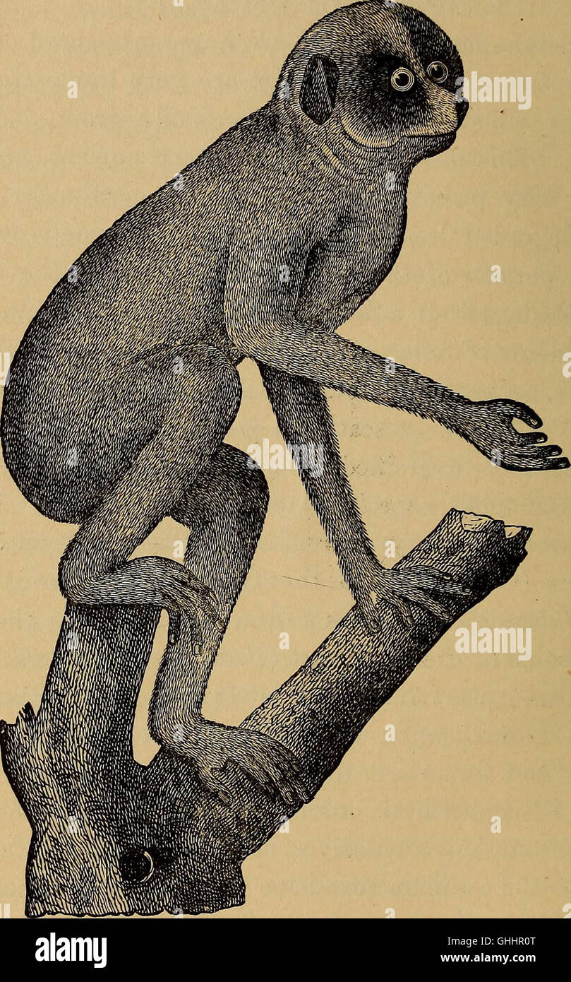 This 1896 work provides a detailed explanation of human ontogeny ...