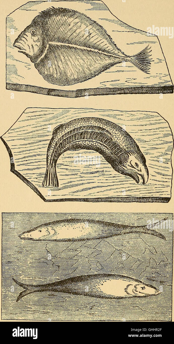 This 1913 work presents a discussion of Darwin's theory of evolution ...